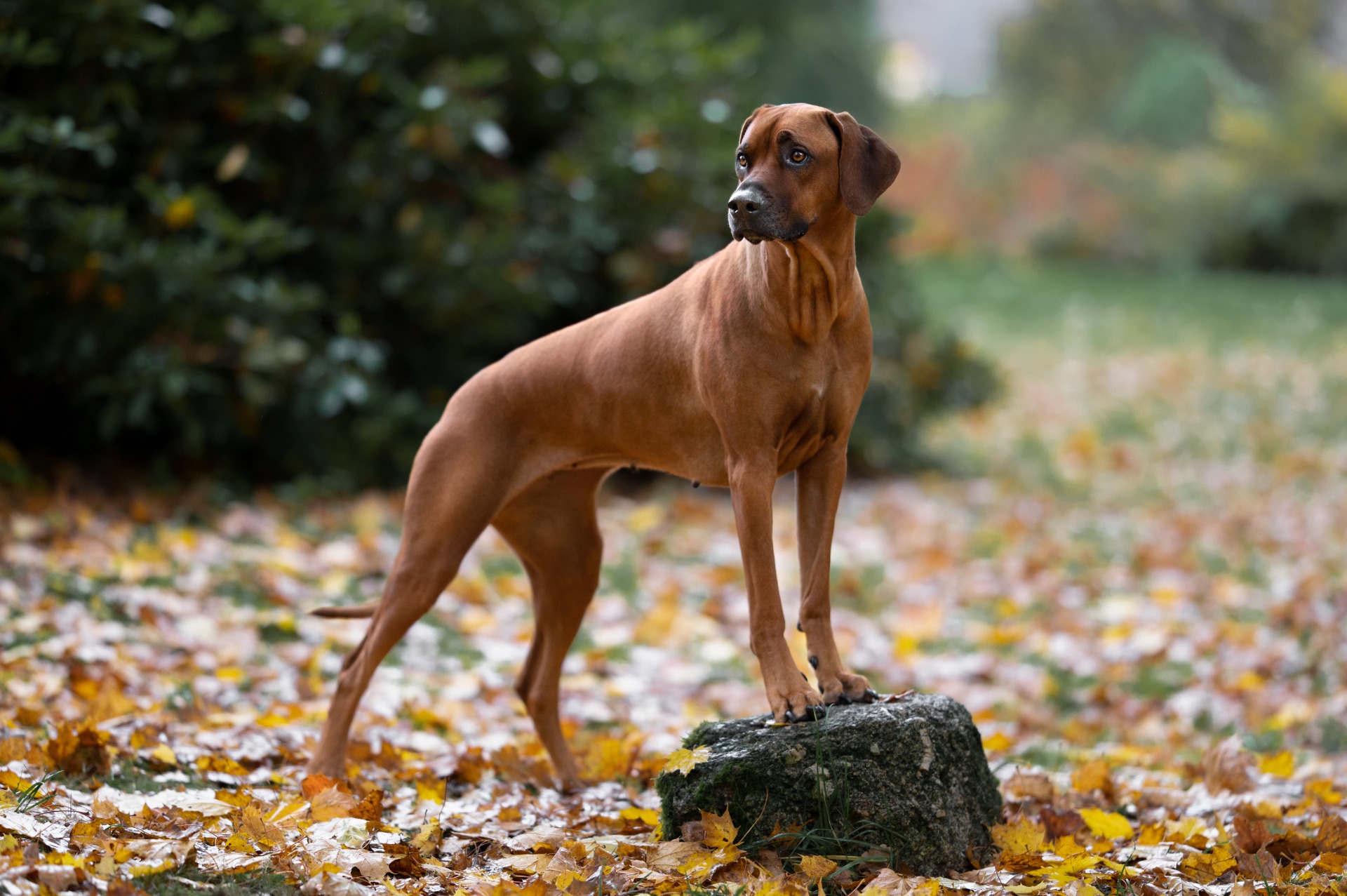Fotogalerie/Contact :: Ane Simba - Rhodesian Ridgeback Kennel