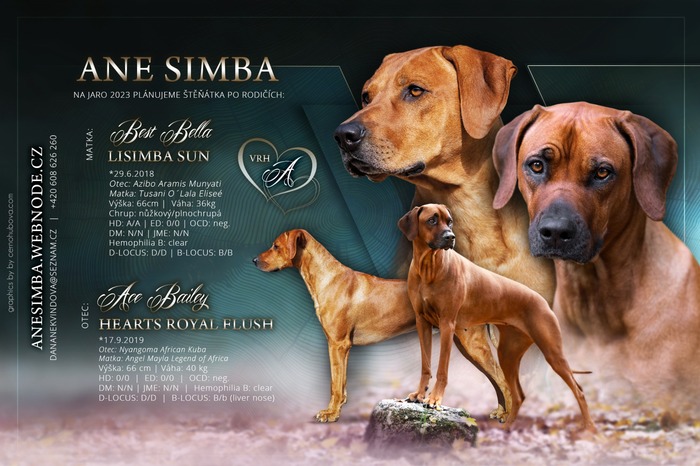 Ane Simba - Rhodesian Ridgeback Kennel